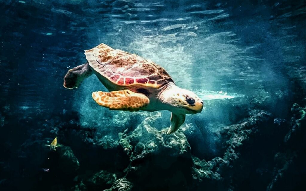 Sea Turtles Under Threat - Sea-Turtle-Inc
